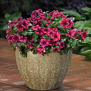 Outsidepride Periwinkle Vinca Black Cherry Garden Flowers & Ground Cover Plants - 50 Seeds