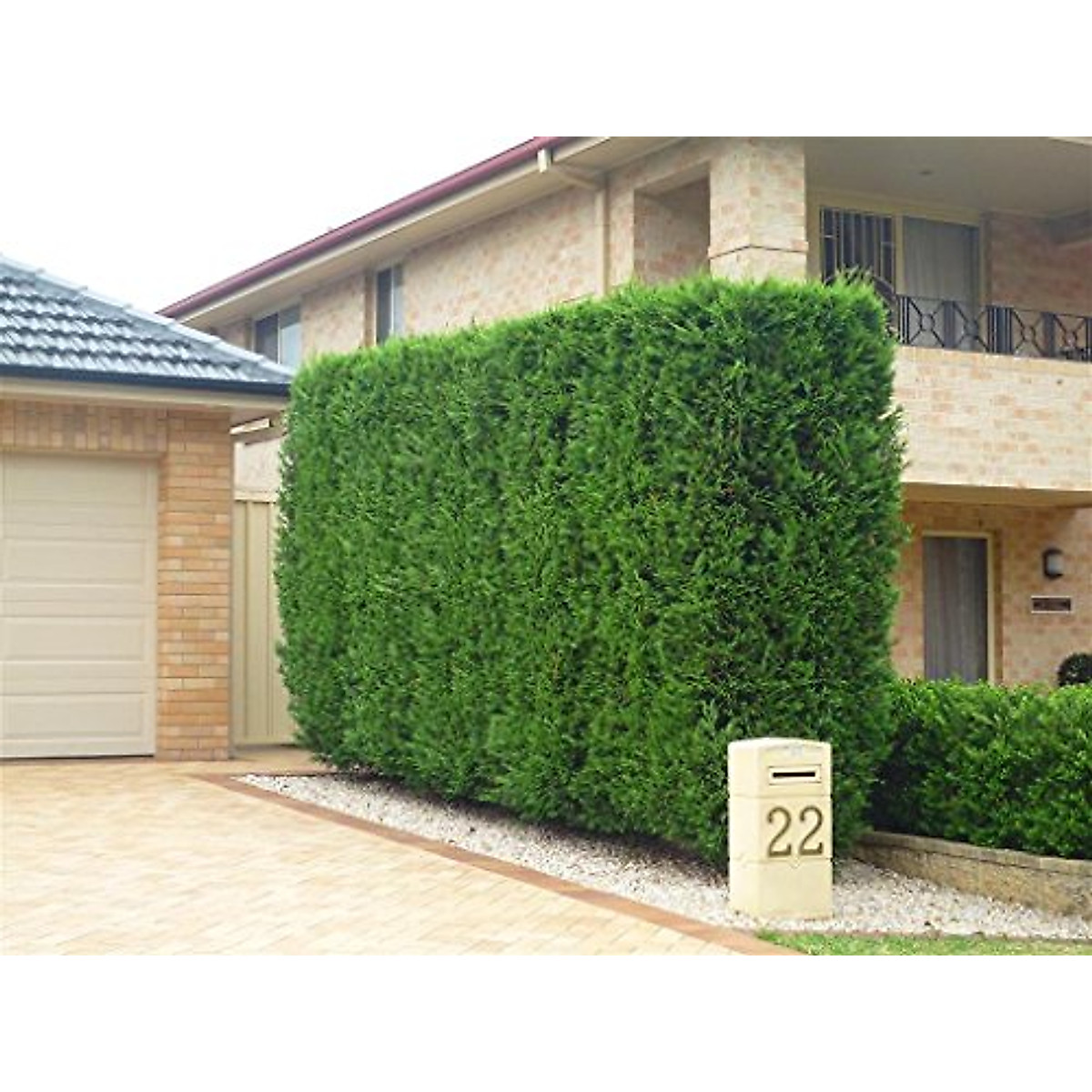 Thuja Arborvitae Green Giant Qty 30 Live Trees Evergreen Privacy