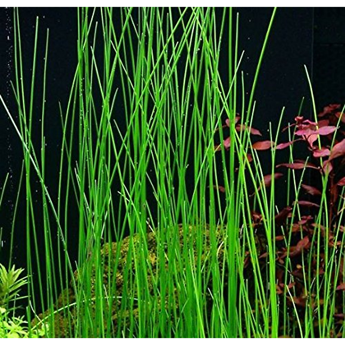 Mainam Giant Hairgrass | Eleocharis Vivipara Bundle Live Aquarium Plant for Freshwater Fish Tank Decoration 3 Days Live Guaranteed
