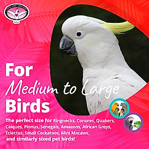 Super Bird Creations SB626 Hoopla Bird Toy, Medium/Large Bird Size, 15" x 2.5"