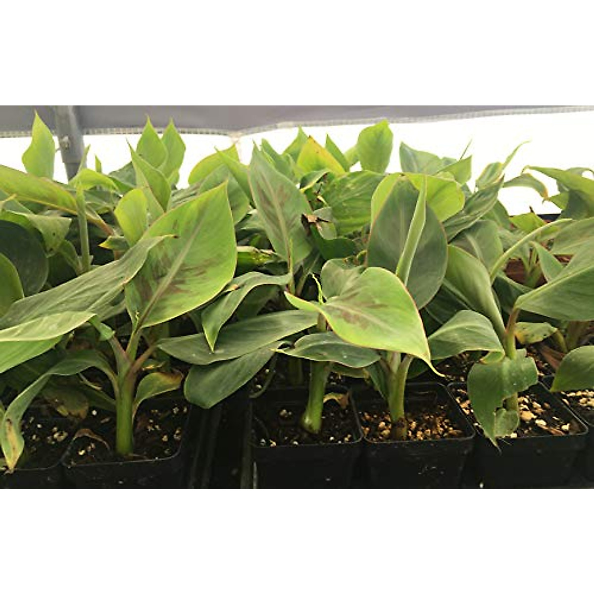 Manzano "Apple" Banana Plant - RARE - Live Banana TreeRARE