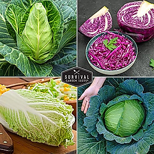 Survival Garden Seeds Cabbage Collection Seed Vault - 5 Non-GMO Heirloom Varieties - Red Acre, Golden Acres, Jersey Wakefield, Early Round Dutch & Michihili (Napa) - Plant & Grow Your Own Vegetables