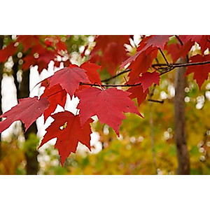 Froze Red Maple Tree - 12-16inch Tall Seedling - Quart Pot - Live Plant - Acer rubrum