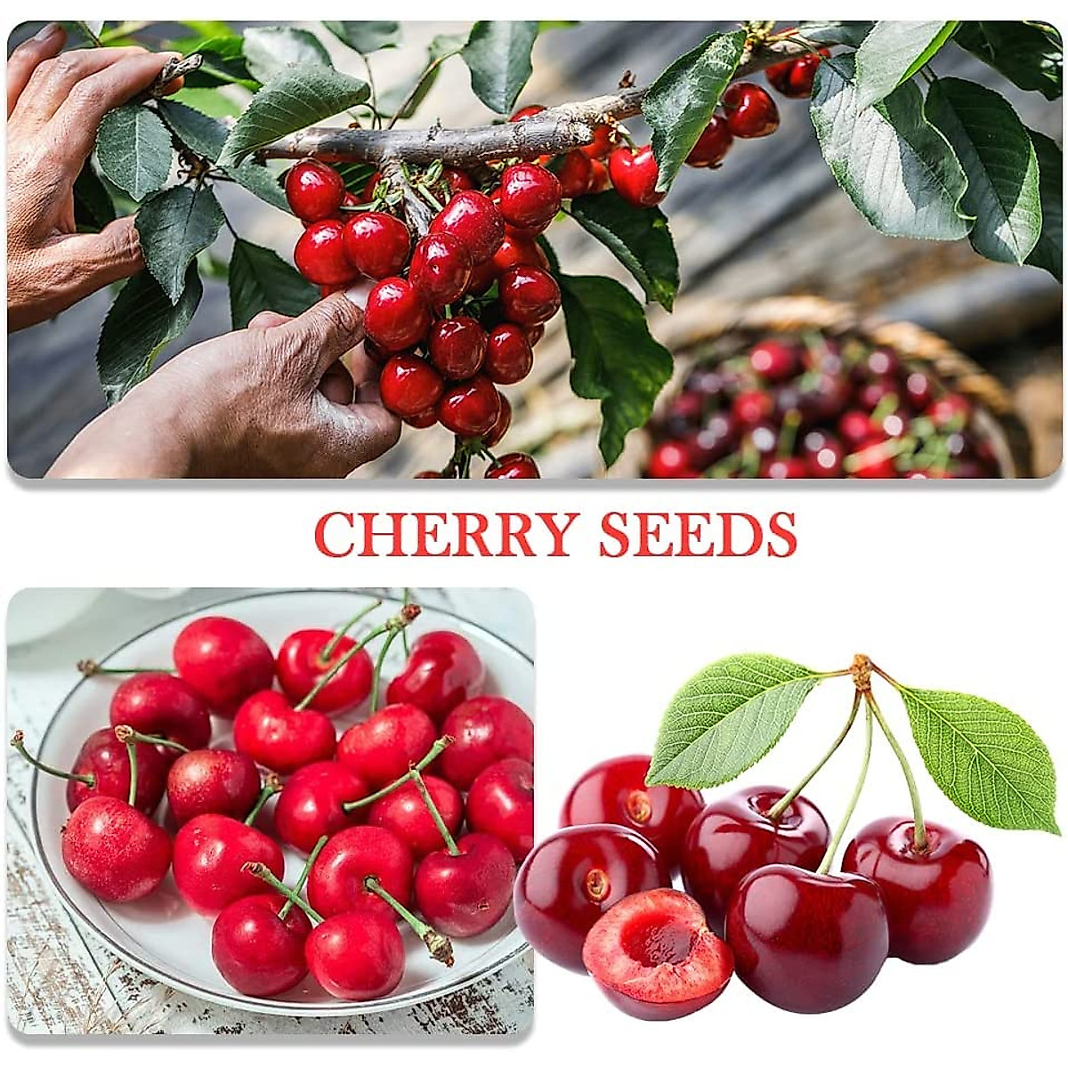QEVJEKR 200+ Mix Dwarf Bonsai Fruit Tree Seeds for Planting, 4 Variety Individual Packs, 50+ Lemon Tree Seeds 50+ Cherry Tree Seeds 50+ Orange Tree Seeds 50+ Apple Seeds Organic Heirloom Fruit Seeds