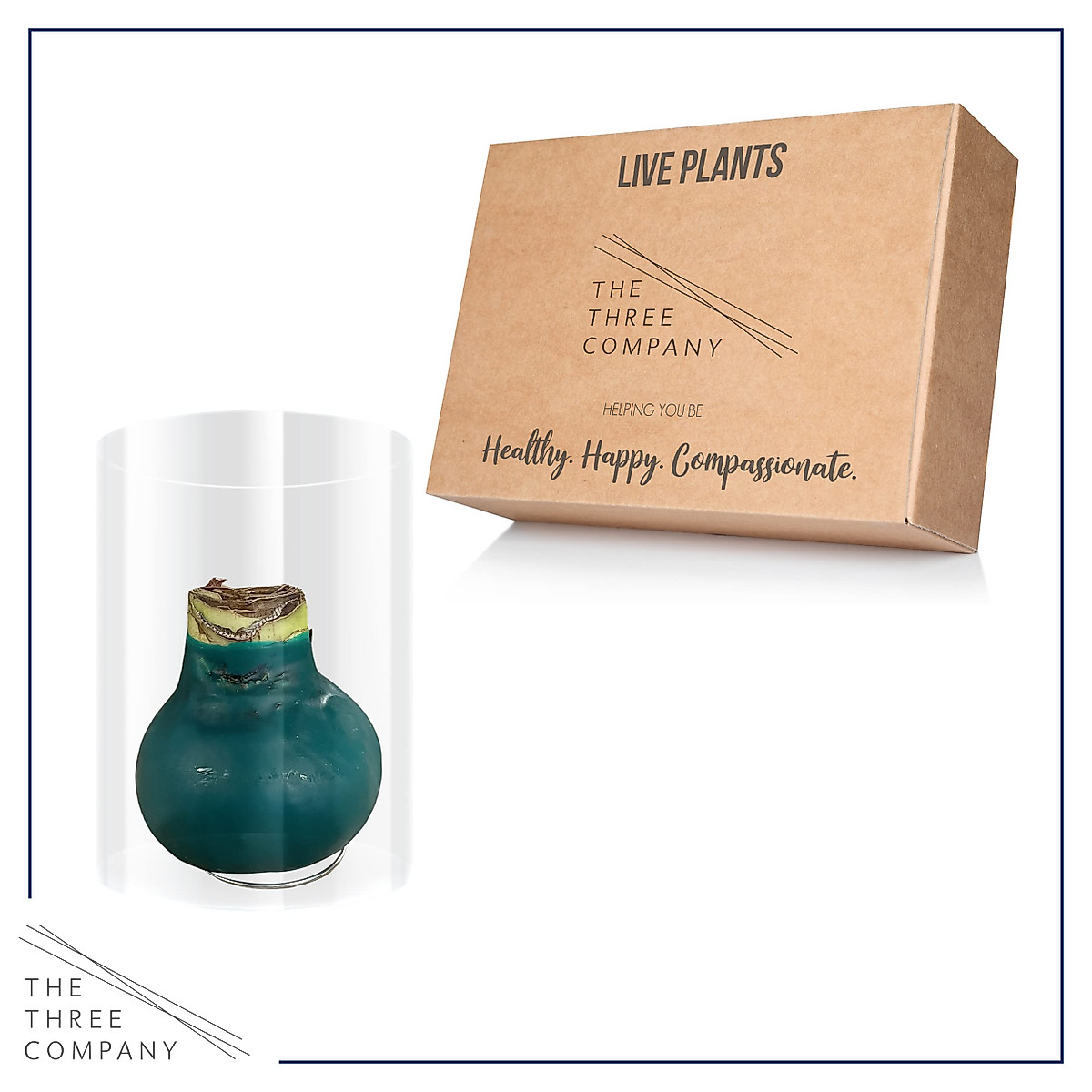 Waxed Amaryllis Bulb - Green - Easy Care - No Watering Needed - Beautiful Holiday Décor