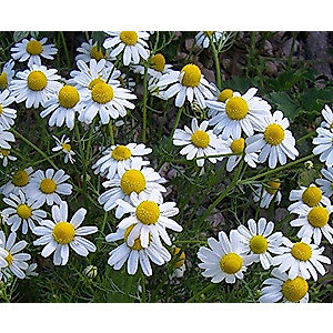 Grisi Manzanilla Gold Lightener and Detangler 8.4 Ounce