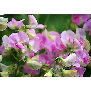NOTSWOH—Sweet Peas Flower Seed Vine Mix - 300 Seeds—Garden&Outdoor