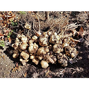 Jerusalem Artichoke Early Dwarf Sunray Variety, Sunchoke Sunroot Individual Tubers for Planting, 5 Tubers for Planting