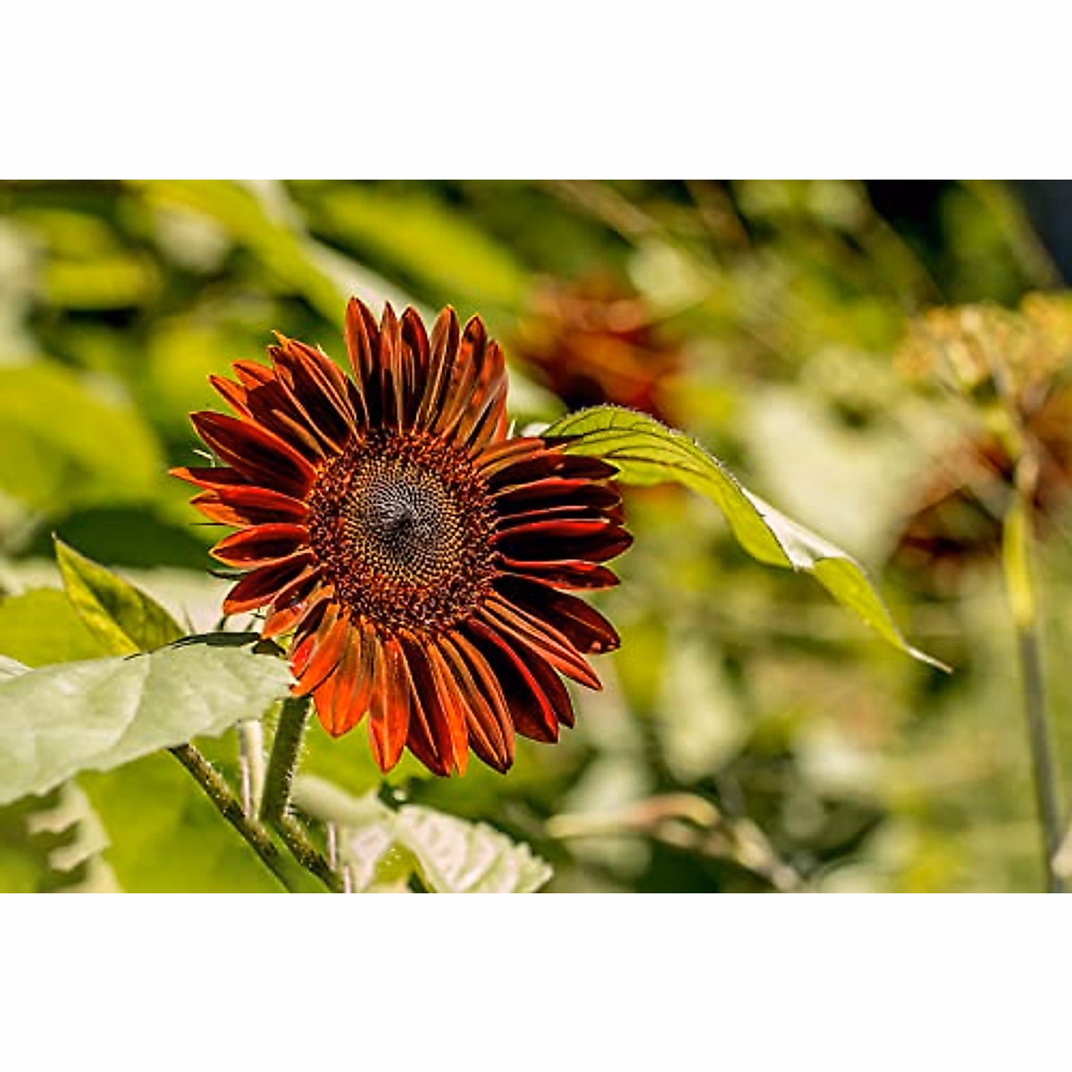 1000+ Sunflower Seeds for Planting Heirloom Non-GMO, Bulk Package of 15 Varieties Mix Seeds, Individually Packaged, Attracts Pollinators