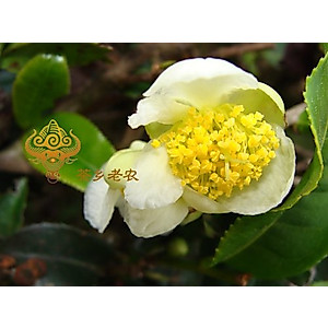 WonderLand Herbs Organic Cracked Cell Wall Wild Harvested Camellia Sinensis Pollen Powder 100 Grams (3.5 oz.) for Beauty