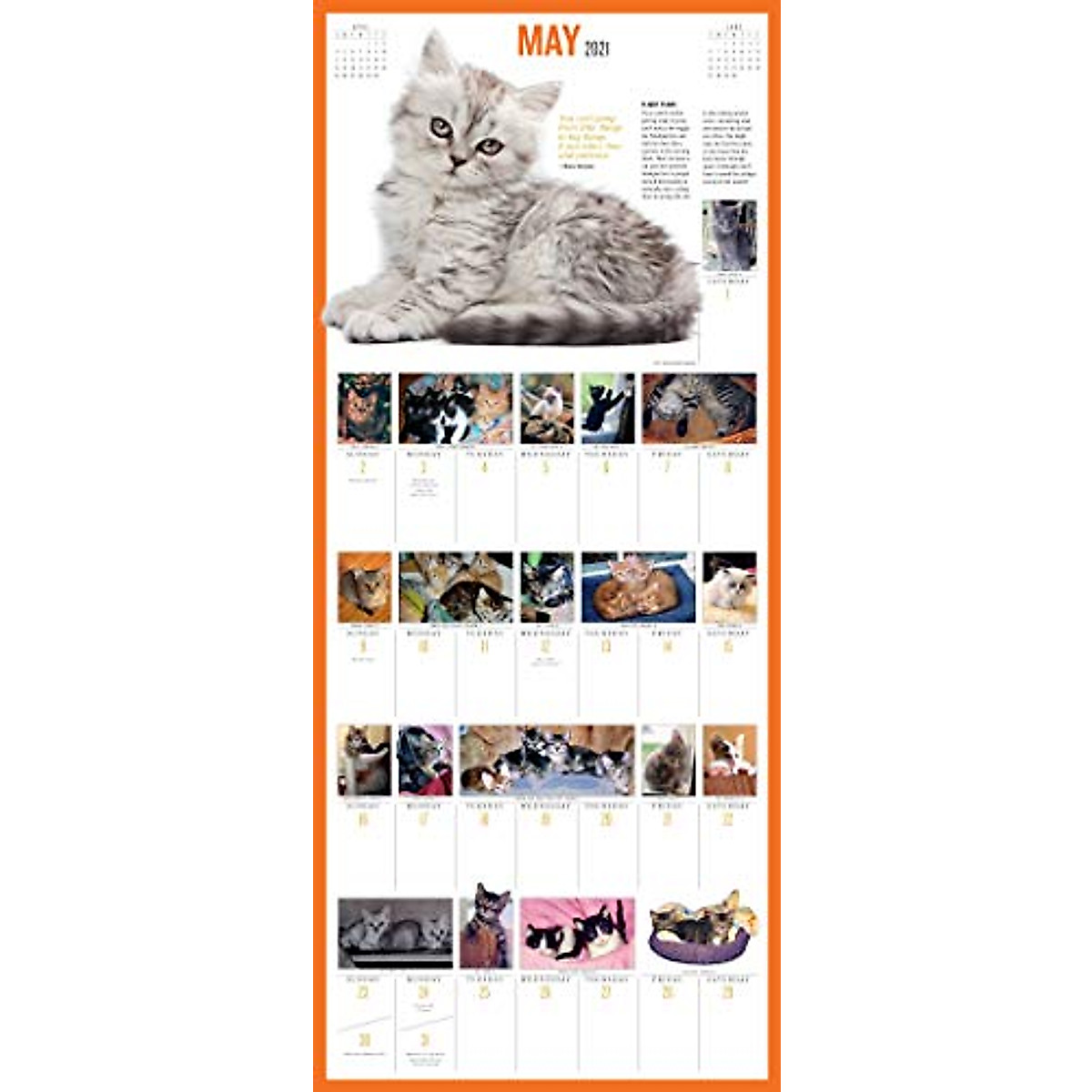 365 Kittens-A-Year Picture-A-Day Wall Calendar 2021
