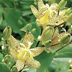 Tricyrtis Puberula Seeds Japanese Toad Lily Perennial Showy Low Maintenance Rabbit Resistnat Patio Containers Beds Outdoor 5Pcs Flower Seeds by YEGAOL Garden