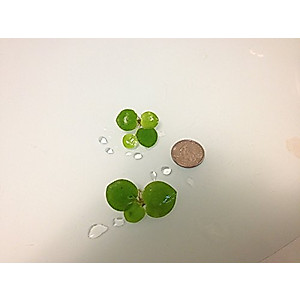 12 Amazon Frogbit (Limnobium Laevigatum), Live Aquarium/Aquatic Floating Plant by G&Z