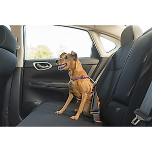 PetSafe 3 in 1 Dog Harness - No Pull Solution for Dogs - Reflective Dog Harness - Front D-Ring Clip Helps Stop Pulling - Comfortable Padded Straps - Top Handle Enhances Control - Plum - Extra Small