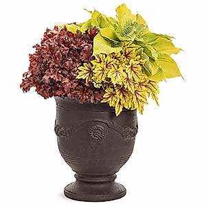 Proven Winners HEUPWP2146103 Cherry Truffles Live Plant, 0.65 Gallon