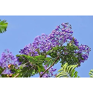 MOCCUROD 20Pcs Purple Jacaranda Mimosifolia Tree Seeds Trumpet Shaped Flower Seeds