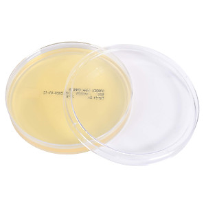 Emmon's Sabdex (Sabouraud Dextrose) Agar, for The Culturing of Fungi and Yeast, Deep Fill, 15x100mm Plate, Order by The Package of 10, by Hardy Diagnostics