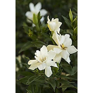 Shrub Frostproof Gardenia 2.5 Qt, White Blooms