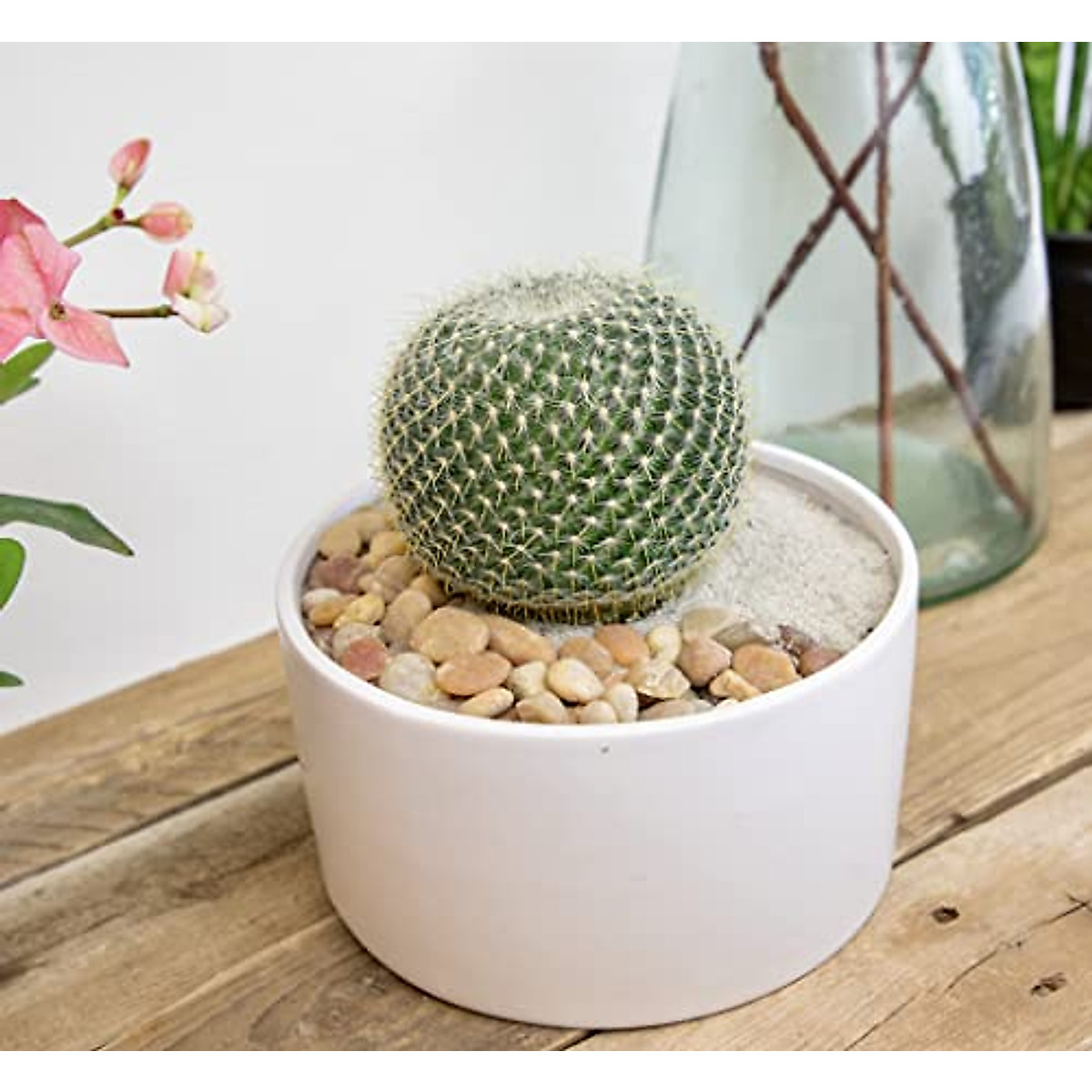 Altman Plants, Assorted Cactus Plants Live Plants (3PK), Cactus Plant Live Succulents Plants Live Cactus Decor, Indoor Plants Live House Plants in Cactus Soil, Live Cacti Plants Live Succulent Plants
