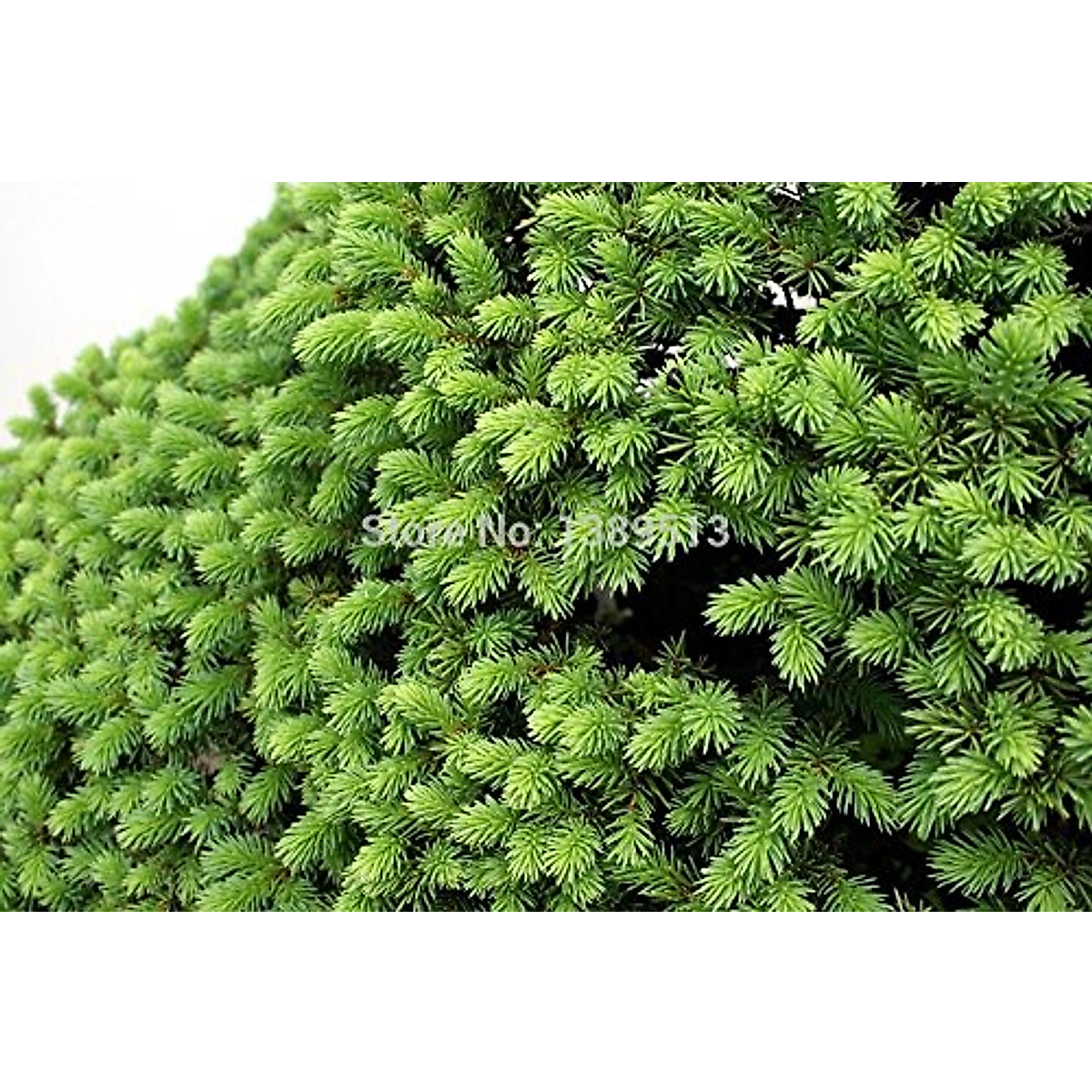 Bonsai seeds 50 pcs Japanese White Spruce Pine, Pinus parviflora, Tree Seeds Bonsai Evergreen DIY Home gardening
