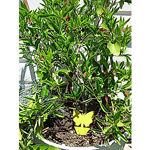 21C 21 Century Solutions Yellow Dual Sticky Fly Traps 10-Pack for Gnat Whiteflies Fungus Gnats Flying Insects - Houseplant Disposable Glue Trappers Save a Garden Butterfly Shape