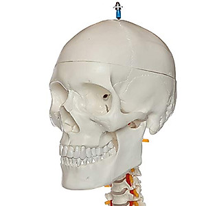 Axis Scientific Flexible Life-Size Skeleton Anatomical Model, Bundle Containing 5' 6" Anatomically Correct Skeleton, 206 Bones, Interactive Medical Replica, Adjustable Rolling Stand, Dust Cover