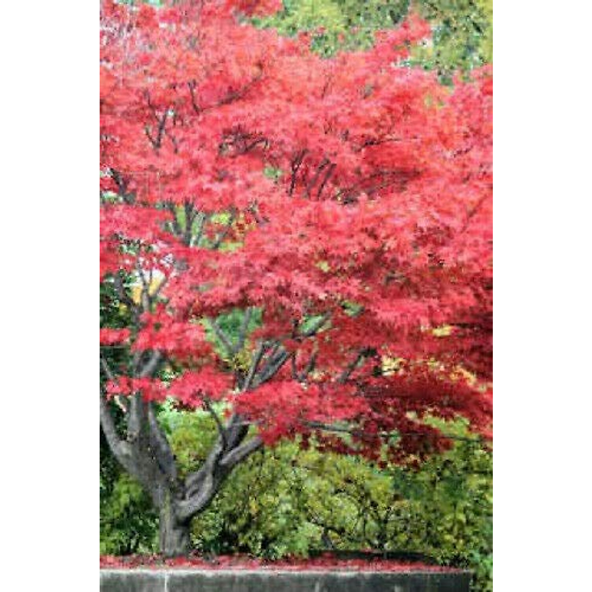Carolina RED Scarlet Maple Tree Acer Rubrum jocad (25 Seeds)