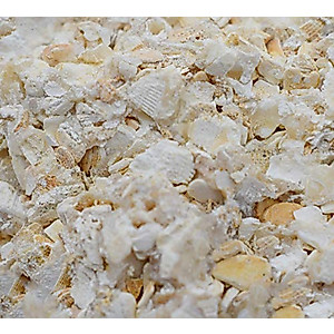 12PK Raw Coquina, Sedimentary Rock Specimens - Approx. 1" - Geologist Selected & Hand Processed - Great for Science Classrooms - Class Pack - Eisco Labs