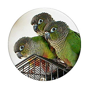 Green Cheek Conure Bird Pop Socket Phone Holder