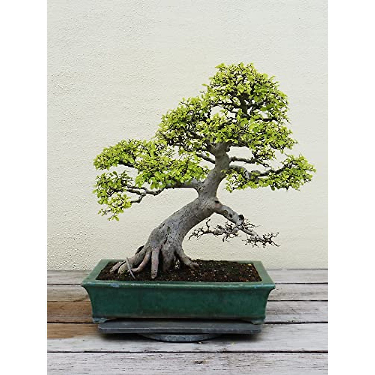 Bamboo Bonsai Plant Potting Soil Mix Peat Moss & Perlite (½ Gallon / 2 quarts). Repot Ficus, Lucky Bamboo Soil