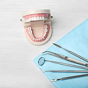 Dental Teeth Model, 2 Pack Adult Standard Typodont Demonstration Denture Model for Dental Teaching, Study, Clean Display for Kids, Education, Patient, No Wisdom Teeth