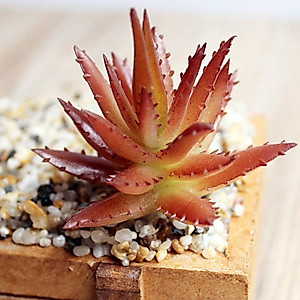 FABSELLER 12pcs Artificial Succulent Plants Mixed Fake Unpotted Succulents Faux Flowers for DIY Wall Home Indoor Garden Decoration (Red/Purple, Random Send)