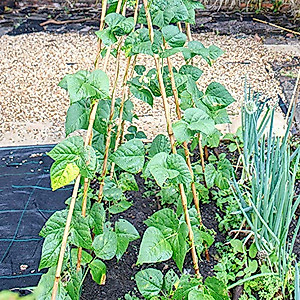 Pllieay 25 Pieces Bamboo Stakes Garden Stakes for Indoor and Outdoor Gardening Plant Supports, 2 Feet