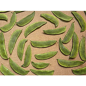 Jackson Wonder Lima Bush Bean Seeds for Planting, 50+ Heirloom Seeds Per Packet, (Isla's Garden Seeds), Non GMO Seeds, Botanical Name: Phaseolus lunatus, Great Home Garden Gift