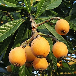 CHUXAY GARDEN 10 Loquat Fruit Seeds Japanese Plum,Chinese Plum,China Pipa Evergreen Shrub Tree Sweet Relieve Cough and Promote Fluid Gardening Gifts, Yellow