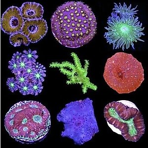 6 Assorted Beginner Coral Frag Pack - Live Saltwater Aquarium