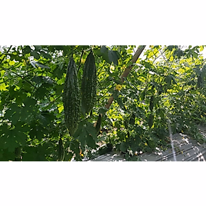 10 India Bitter Gourd Seeds, Bitter Melon Seeds, Kho Qua Rung Organic - Mai's Family