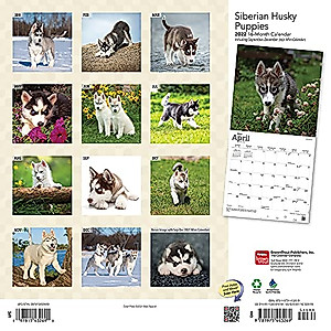 Siberian Husky Puppies 2022 12 x 12 Inch Monthly Square Wall Calendar, Animal Dog Breeds DogDays