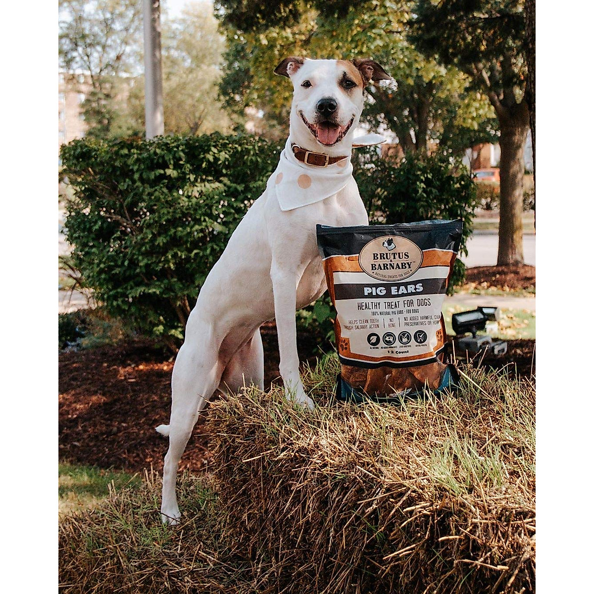 100% Natural Half Pig Ear Dog Treat, 15 pack, Our Healthy Dog Pig Ears Halves Are Easy To Digest, Chemical & Hormone Free Thick Cut Pig Ears For Dogs Aggressive Chewers, Great For Small Or Large Dogs