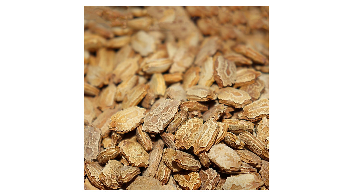 Buy 25 Long Bitter Melon Seeds - Fast Growing Variety