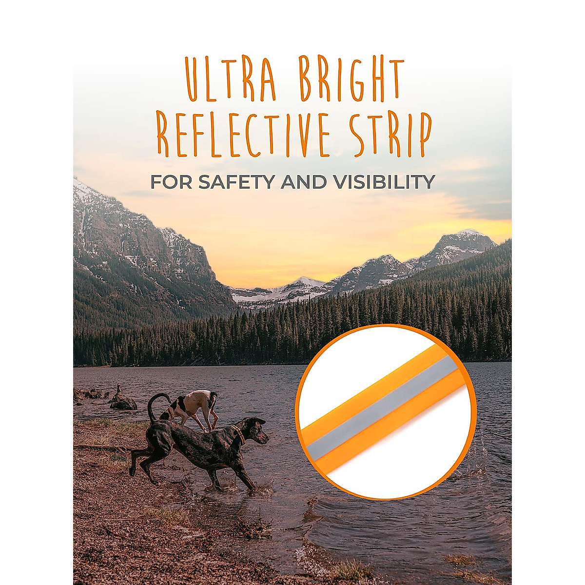 Mighty Paw Waterproof Dog Collar - Smell-Proof Active Gear - Reflective Stripe Coated Nylon Webbing - Dog Swim Collar - Smell Resistant Dog Collar - Dog Collar for All Dog Breeds - (Orange, Medium)