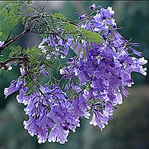 20+ Purple Jacaranda Mimosifolia Flowers Tree Seeds Plant Home Garden