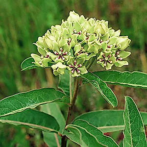 QAUZUY GARDEN 10 Green Comet Milkweed Seeds (Asclepias Viridiflora) Green-Flower Milkweed | Striking Showy Fast-Growing Perennial Flower | Attract Pollinators