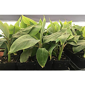 Manzano "Apple" Banana Plant ***Rare*** Live Manzano "Apple" Banana Tree