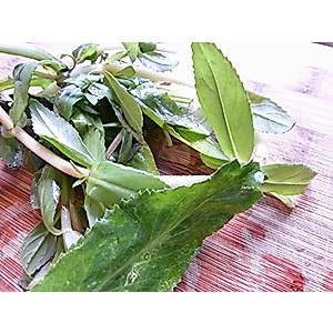 1000 Premium Organic Culantro - NGO GAI - Mexican Coriander - Thai Parsley - Recao - Seeds by Happy Seeds & Garden