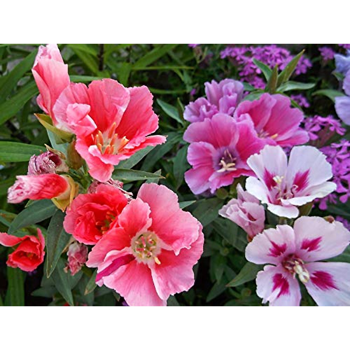 Seeds Satin Flower (Godetia) Mix Large Flower Indoor Garden Beautiful ...