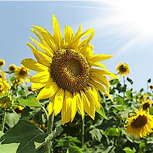 1000pcs Mix Sunflower Seeds for Planting - 10 Varieties Heirloom and Non-GMO Seeds for Outdoor Garden and Bonsai Plants, Easy to Plant and Grow