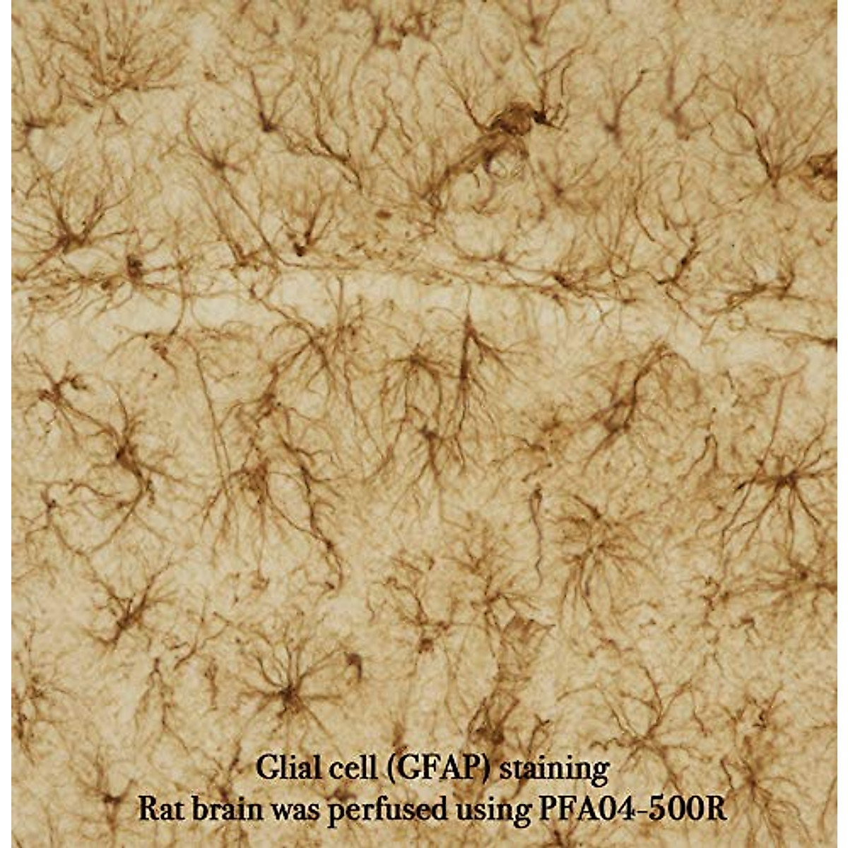 Paraformaldehyde, 4% in PBS - 500 mL - PFA04-500R