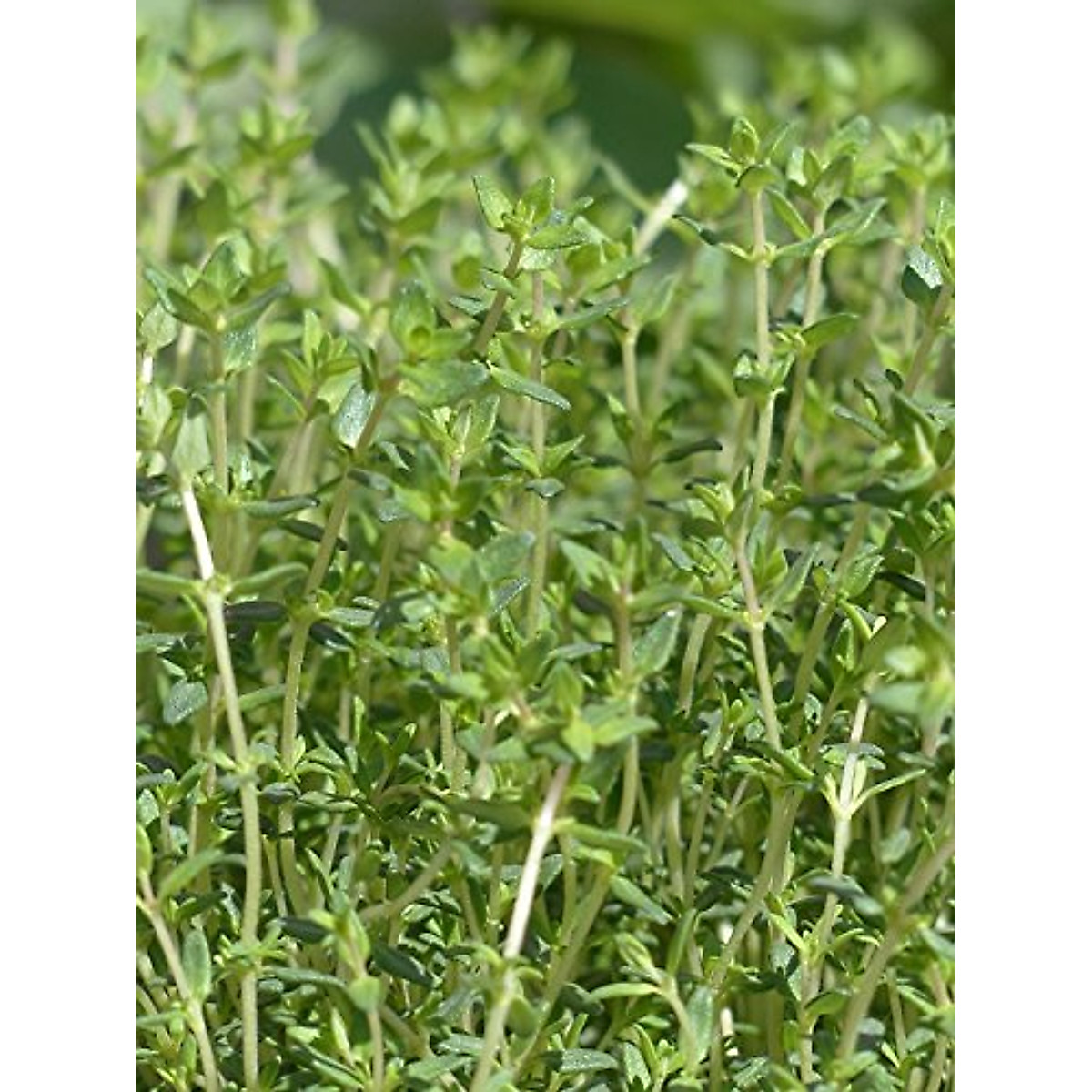Thyme Seeds for Planting 1000+ Seeds Approx 1 Gram - Heirloom Non-GMO Herb Seeds for Planting Indoors or Outdoors - AKA Common Thyme, Garden Thyme, Thymus Vulgaris by RDR Seeds