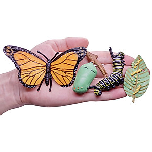 Montessori Life Cycle Animal Figures with Flash Cards, Plastic Insects Monarch Butterfly Kit Caterpillar Toy for Kids, Realistic Animal Figurines (Butterfly)